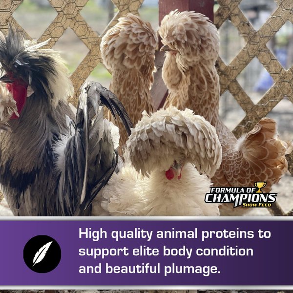 FORMULA OF CHAMPIONS 22% Protein Pellet Fancy & Feathered Show Chicken ...