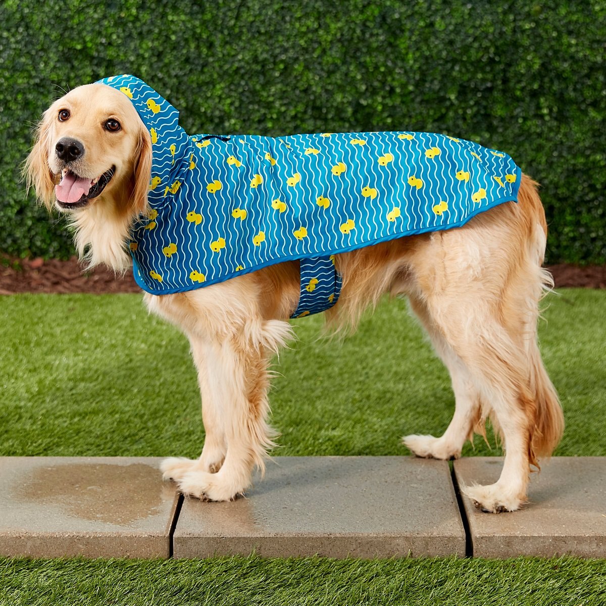 FRISCO Lightweight Rubber Ducky Dog Raincoat, Blue, Small - Chewy.com