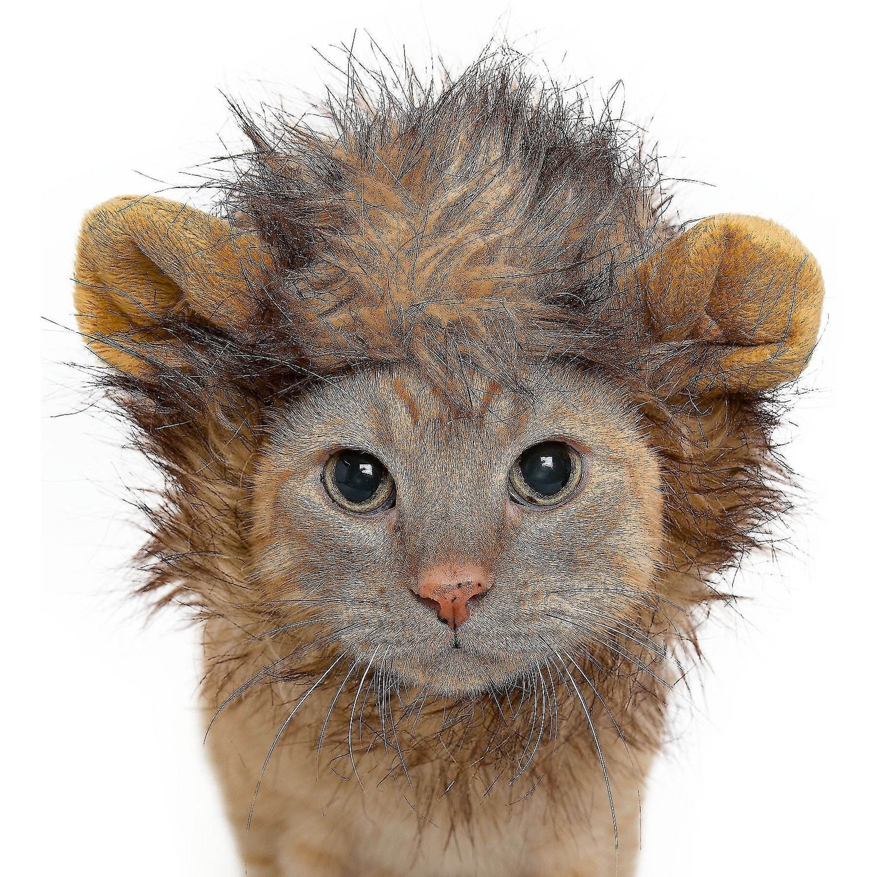 PET KREWE Lion Mane Cat & Small Dog Costume - Chewy.com
