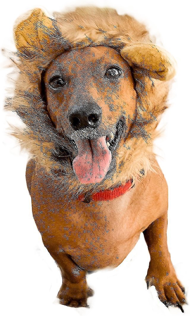 PET KREWE Lion Mane Cat & Small Dog Costume - Chewy.com