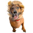 PET KREWE Lion Mane Cat & Small Dog Costume - Chewy.com