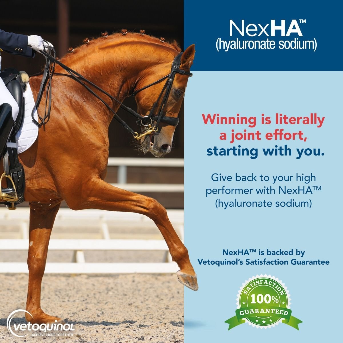 NEXHA Hyaluronate Sodium (Generic) Injectable Solution for Horses, 10mg ...