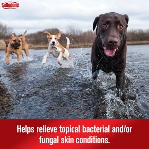 10 Best Dog Skin Care Products 2025: According to Reviews | Chewy