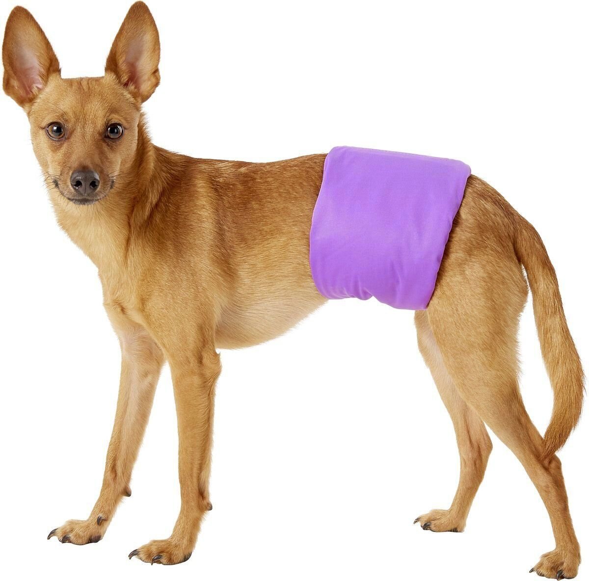 PET MAGASIN Washable Belly Nappies Male Dog Wraps, Colorful, Small: 13 ...