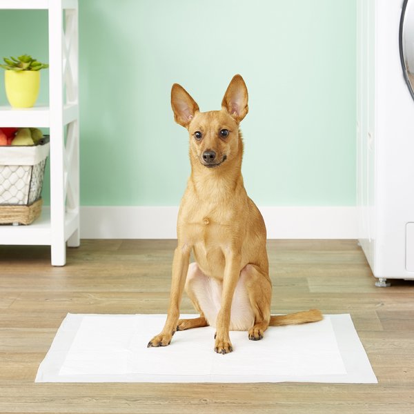 Discontinued - ALL-ABSORB Basic Training Pads, 22" x 22", 100 count - Chewy.com