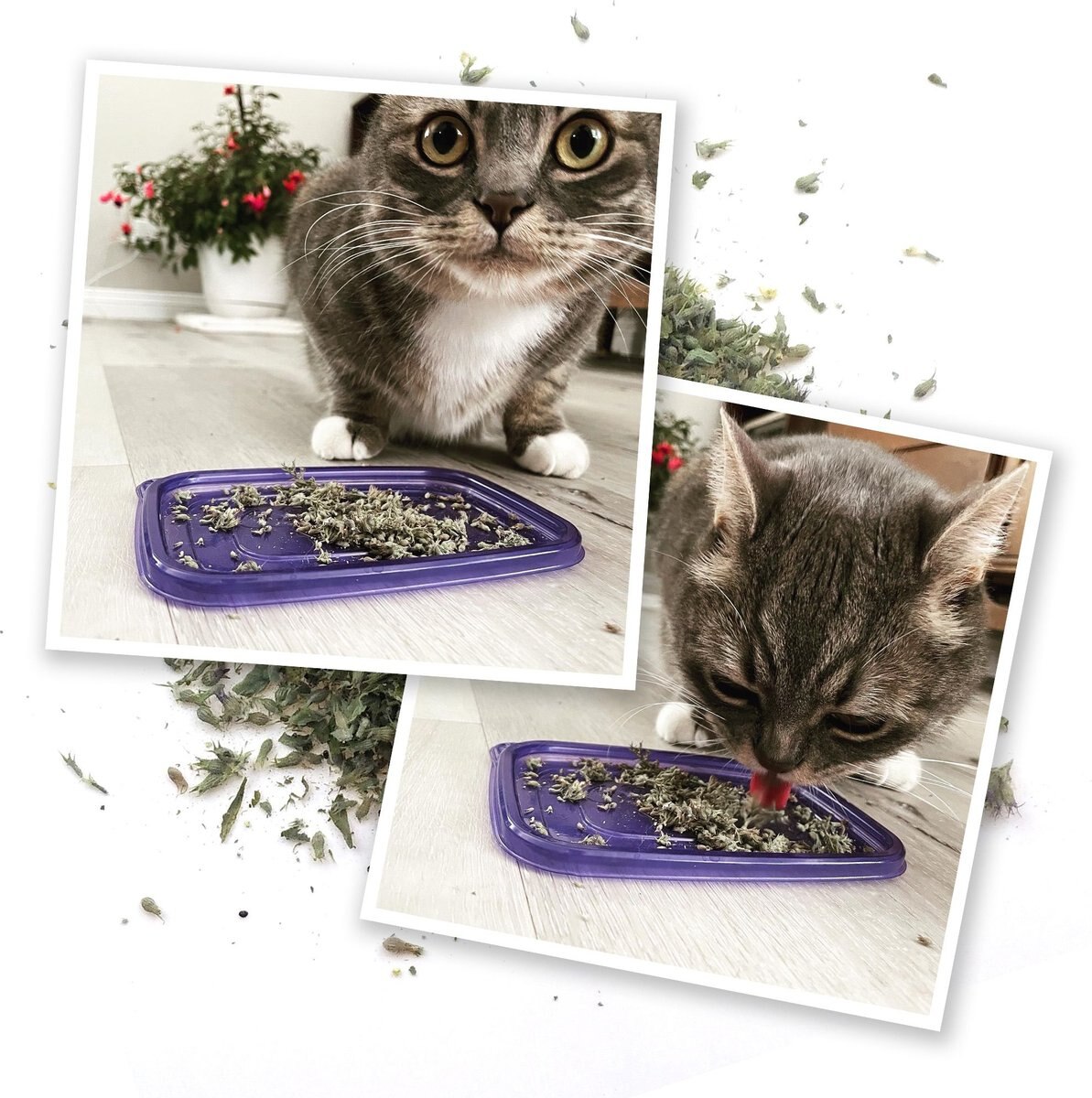 MEOWIJUANA Meowi-Waui Catnip, Large - Chewy.com
