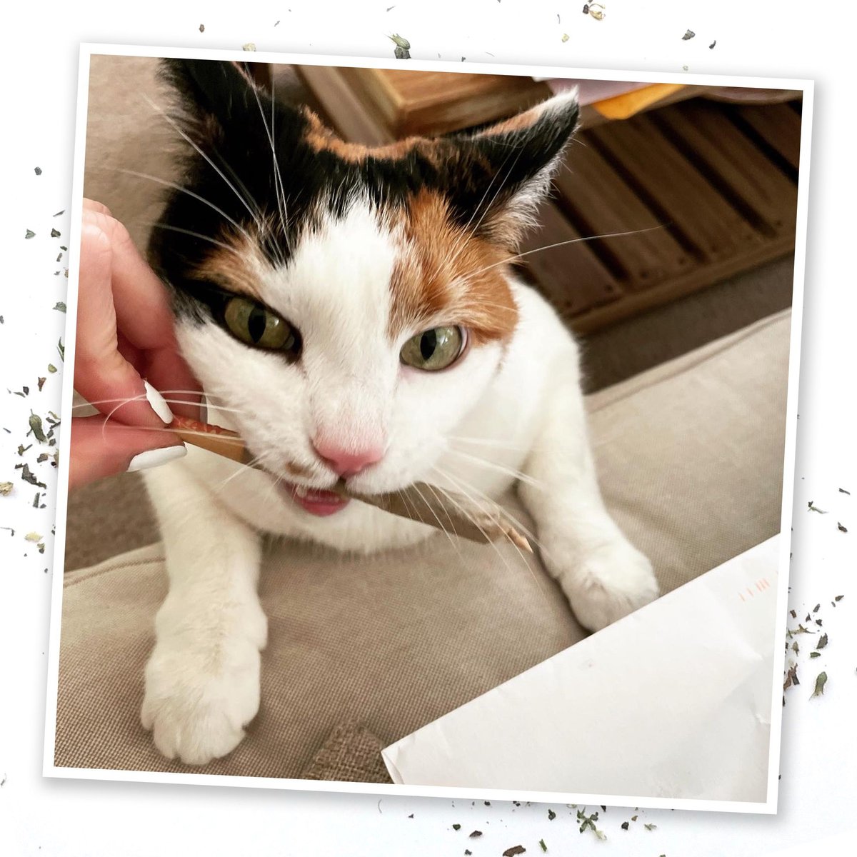 MEOWIJUANA Catnibas Meowy J's King Rolled Catnip - Chewy.com