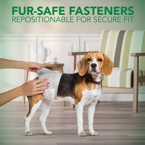 10 Best Dog Diapers & Wraps 2024: According to Reviews | Chewy