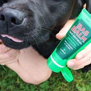 10 Best Dog Skin Care Products 2025: According to Reviews | Chewy