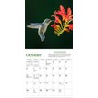 Discontinued - AUDUBON Hummingbirds Mini 2025 Wall Calendar - Chewy.com