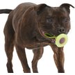 BARK Sun Power Tug Tough Dog Rope Tug Toy - Chewy.com