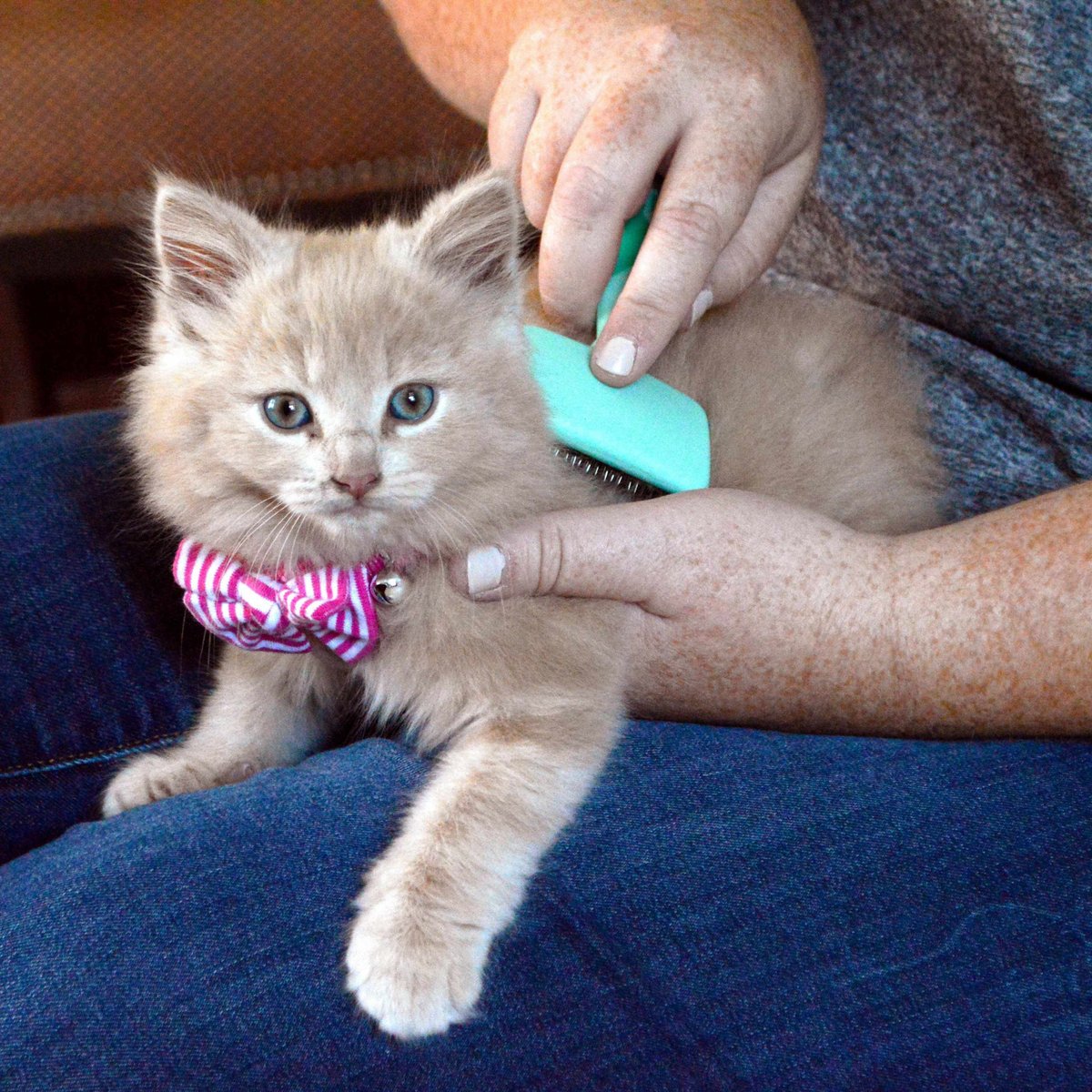 LI'L PALS Coated Tips Cat Slicker Brush - Chewy.com