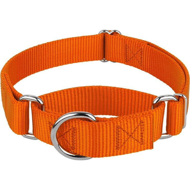 ORANGE DOG COLLARS (Free Shipping) | Chewy