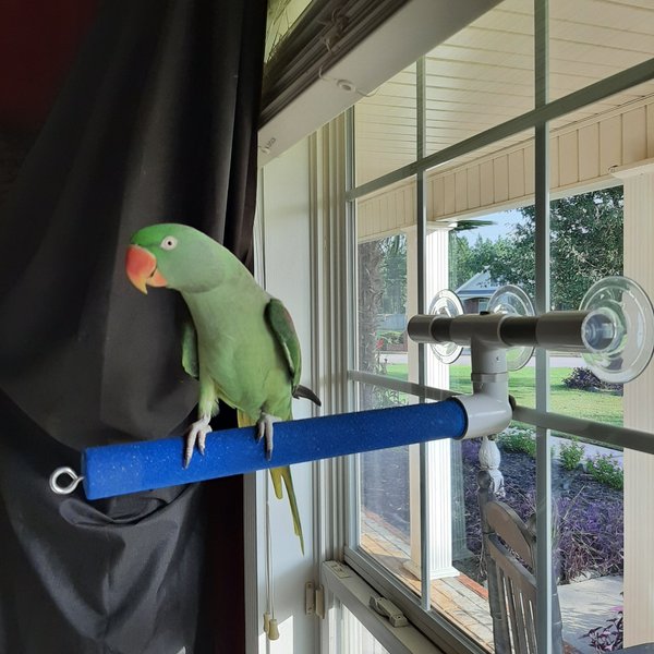 POLLY'S PET PRODUCTS Sandy Window & Shower Bird Perch, Large - Chewy.com