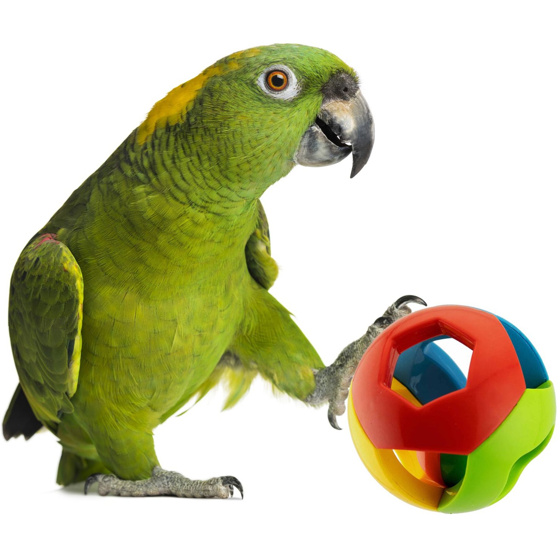 SUPER BIRD CREATIONS Birdie Ball Exercise Bird Toy, X-Large - Chewy.com