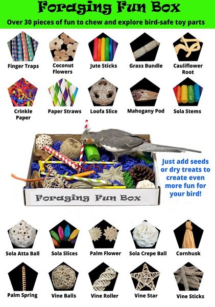 SUPER BIRD CREATIONS Foraging Fun Box Conure Foraging Toy - Chewy.com