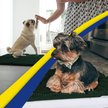 MUDDY MAT Highly Absorbent Chenille Dog Door Mat Dark Green, Large ...