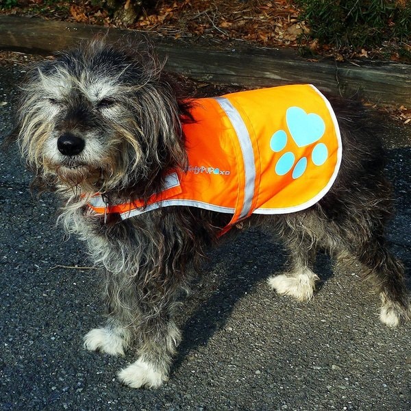 SAFETYPUP XD Reflective Dog Vest, Orange, Small - Chewy.com