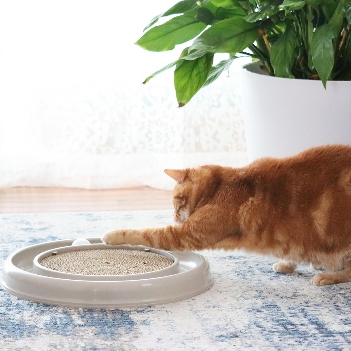 TURBO Cat Scratcher Eco Toy with Catnip, Grey - Chewy.com