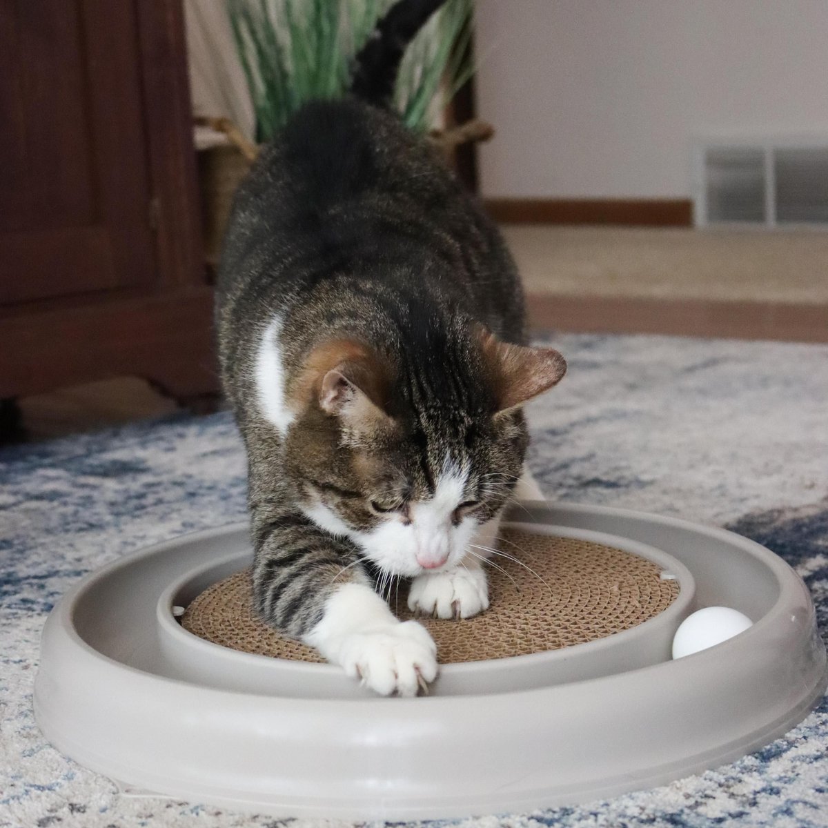 TURBO Cat Scratcher Eco Toy with Catnip, Grey - Chewy.com