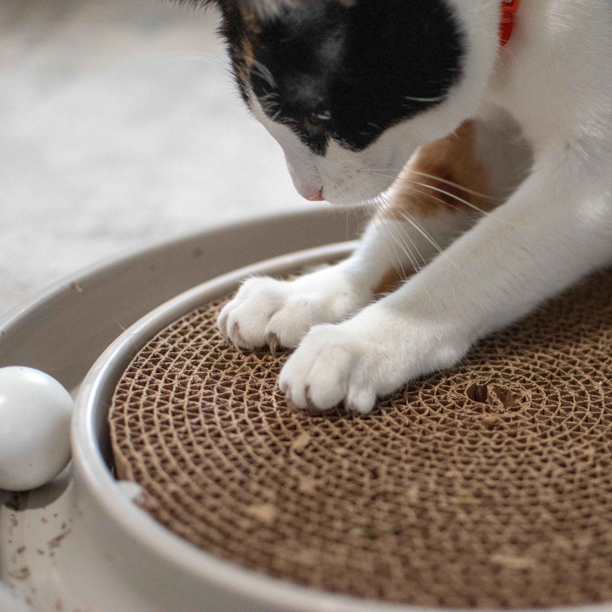 TURBO Cat Scratcher Eco Toy with Catnip, Grey - Chewy.com