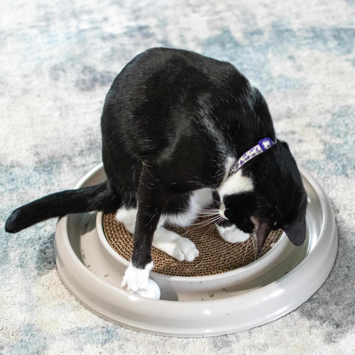 TURBO Cat Scratcher Eco Toy with Catnip, Grey - Chewy.com