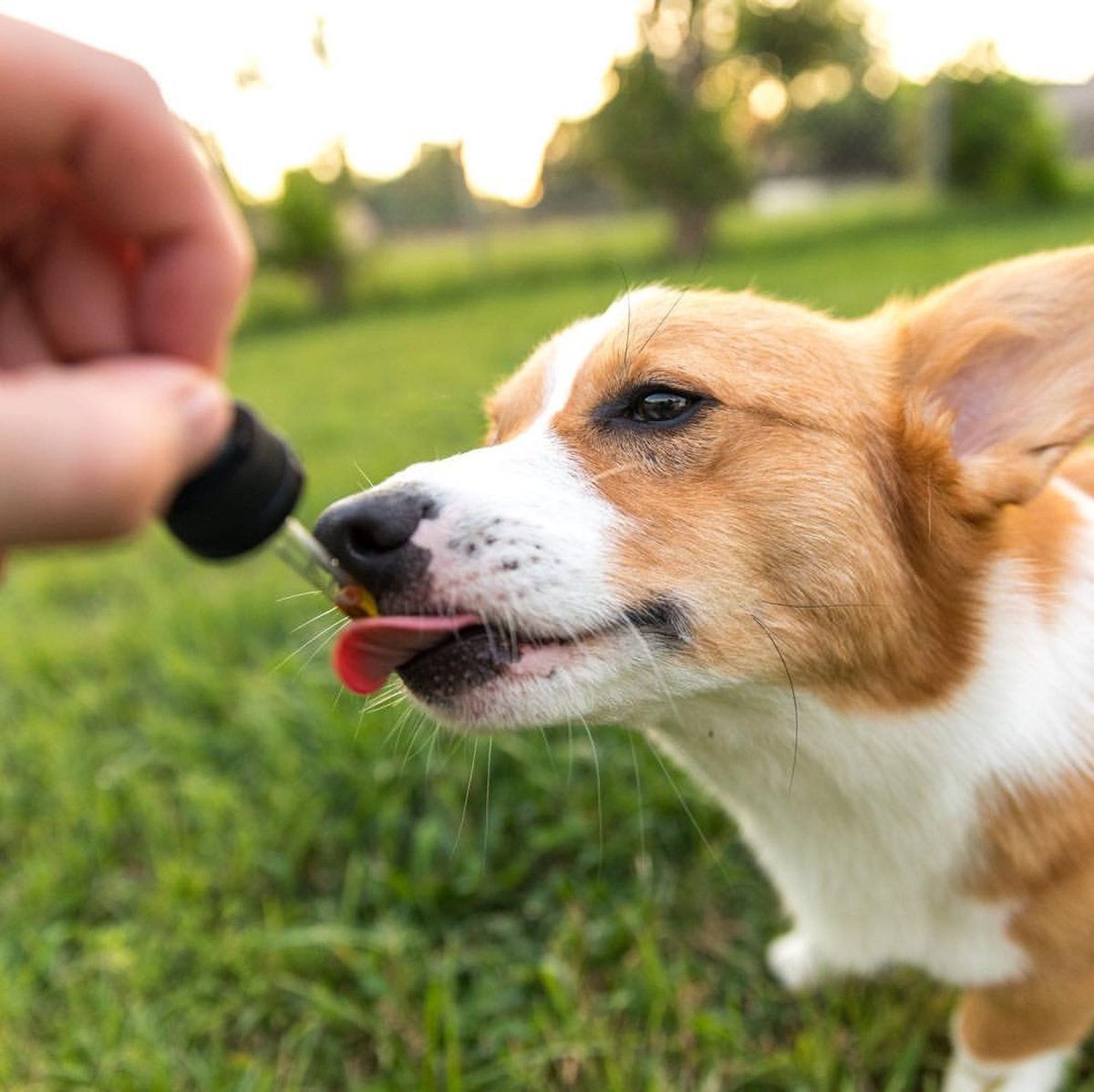 PET RELEAF Stress Releaf Organic Full Spectrum Hemp Extract Oil ...