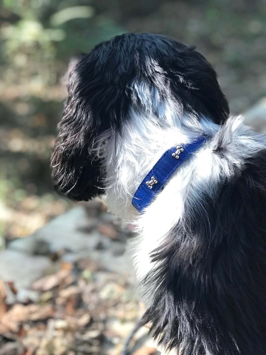 OMNIPET Signature Leather Bone Dog Collar, Blue, 14-in - Chewy.com