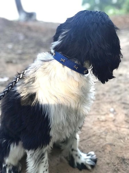 OMNIPET Signature Leather Bone Dog Collar, Blue, 14-in - Chewy.com