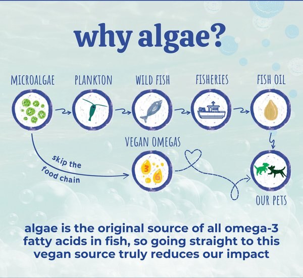 AUSTIN AND KAT Blanca's Marine Algae Oil Vegan Omega Liquid Skin & Coat ...