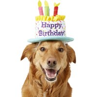 Pet Birthday Gifts For Dogs & Cats - Free Shipping | Chewy
