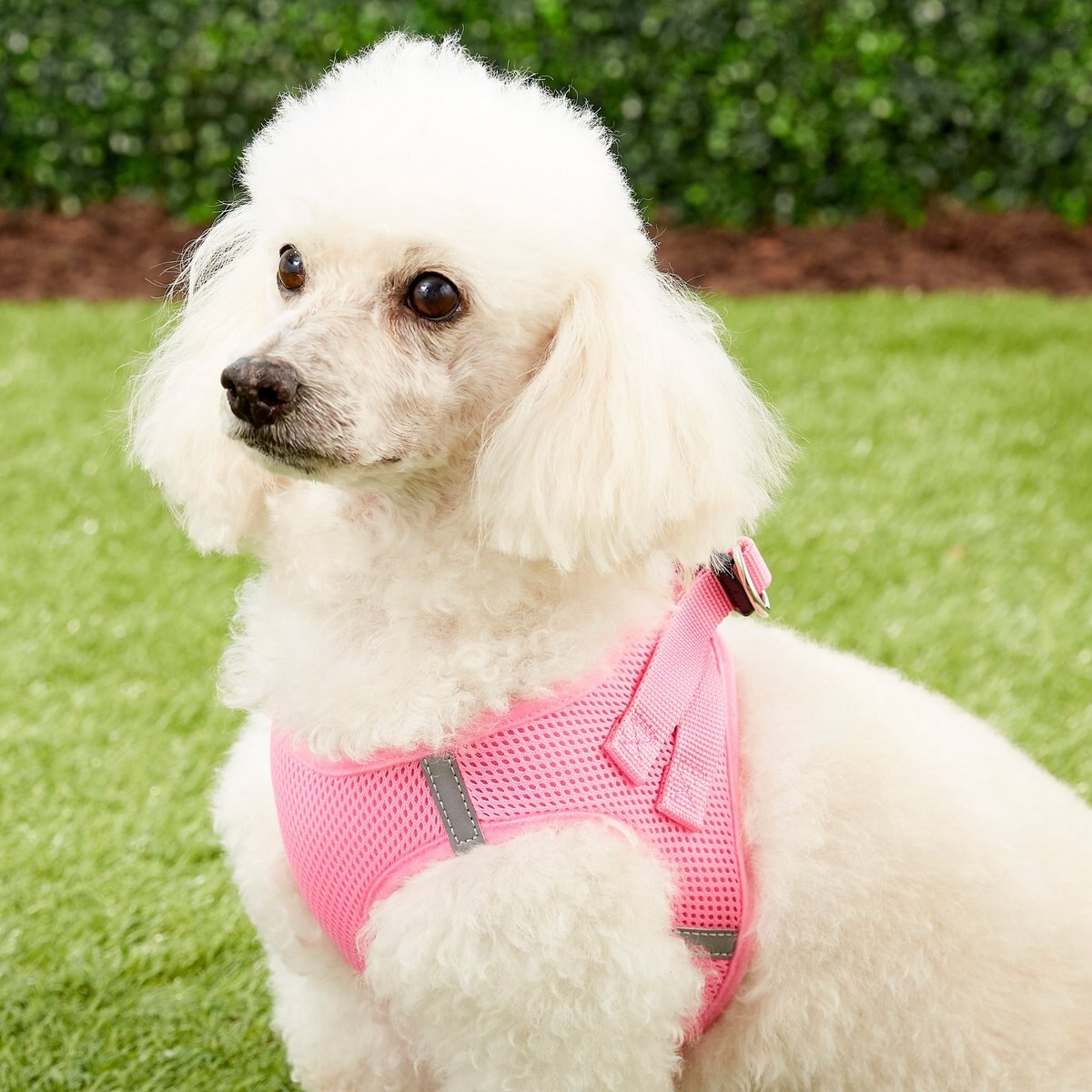 FRISCO Small Breed Soft Vest Step In Back Clip Dog Harness, Pink, 18 to ...