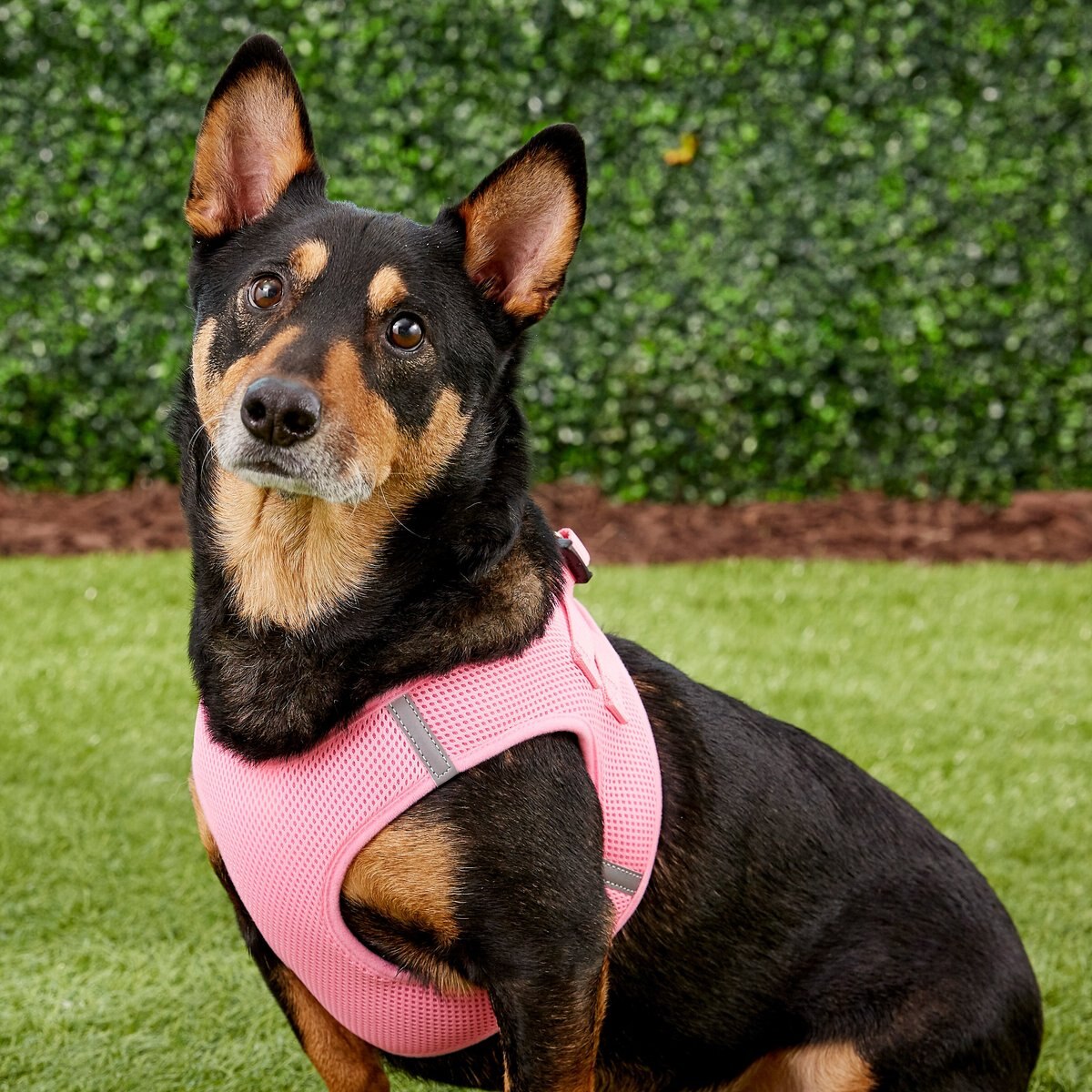 FRISCO Small Breed Soft Vest Step In Back Clip Dog Harness, Pink, 21 to ...
