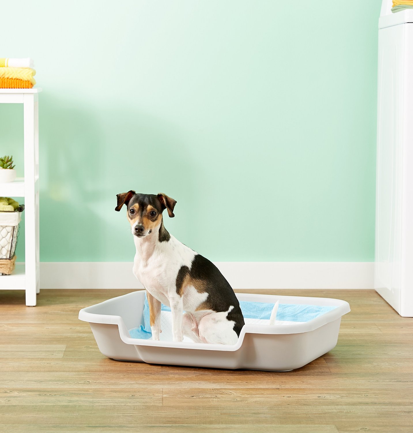 PUPPY PAN Dog, Cat & Small Animal Litter Pan, Gray, Large - Chewy.com