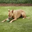 GOUGHNUTS Interactive Ball Dog Toy, Green - Chewy.com
