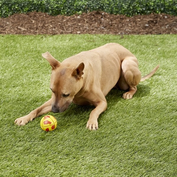 GOUGHNUTS Interactive Ball Dog Toy, Yellow - Chewy.com