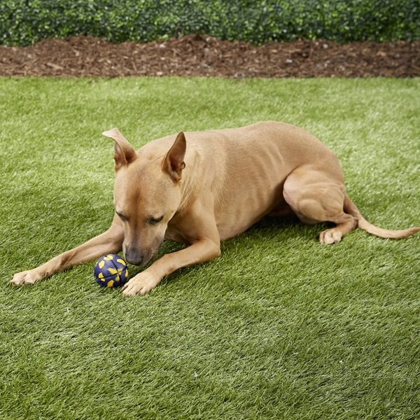 Discontinued - GOUGHNUTS Interactive Ball Dog Toy, Blue - Chewy.com