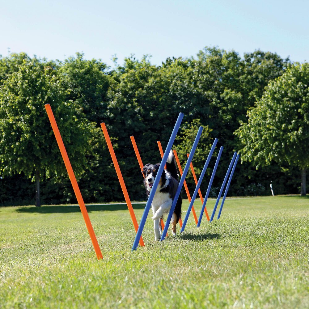 TRIXIE Agility Slalom Dog Training Poles - Chewy.com