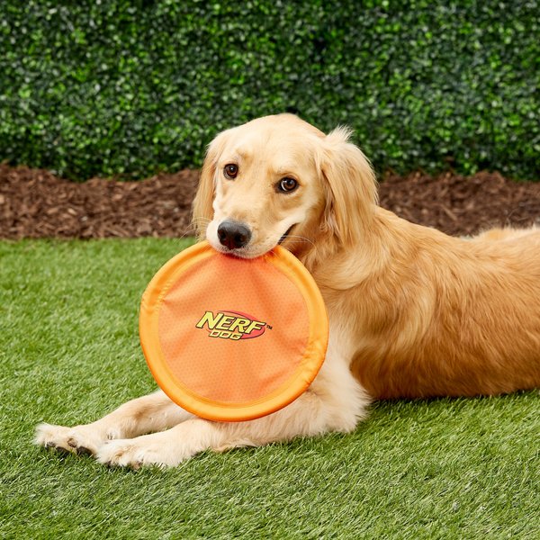 NERF DOG Nylon Flyer Dog Toy, Medium, Orange - Chewy.com