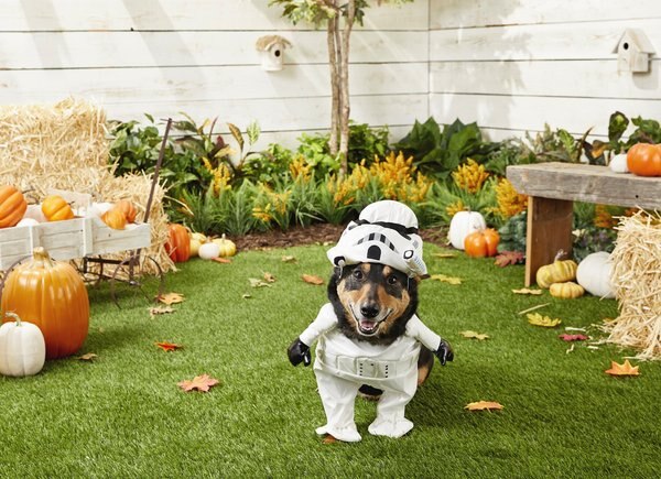 Temporarily Unavailable - RUBIE'S COSTUME COMPANY Storm Trooper Dog ...