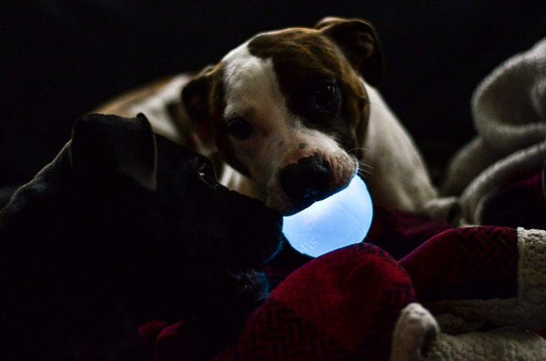 OUTWARD HOUND Orbee-Tuff LED Strobe Ball Tough Dog Chew Toy, White ...