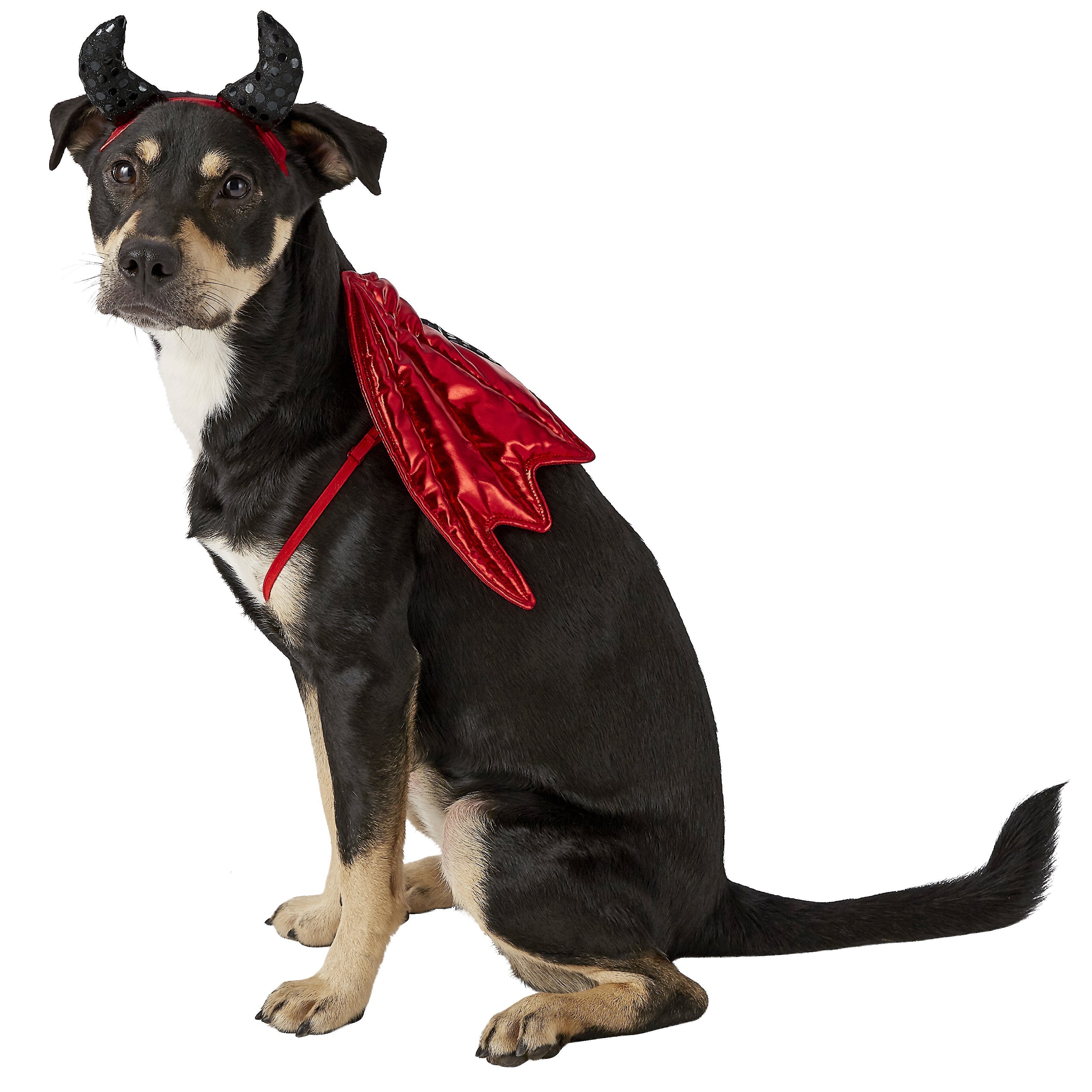 Questions and Answers about FRISCO Devil Dog & Cat Costume