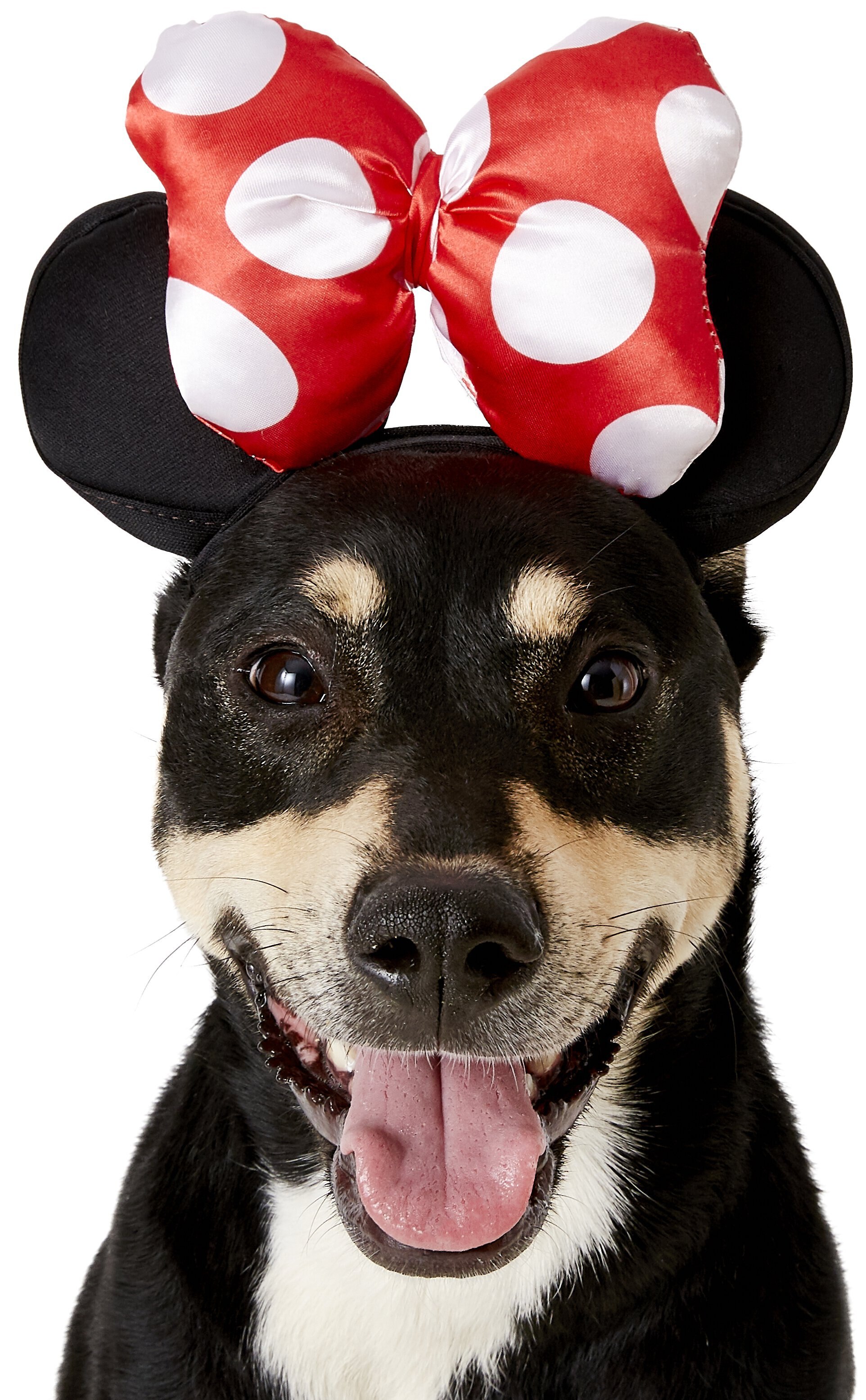 Questions and Answers about RUBIE'S COSTUME COMPANY Minnie Mouse Ears ...