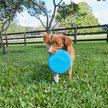 FRISCO Fetch Rubber Flyer Dog Toy - Chewy.com