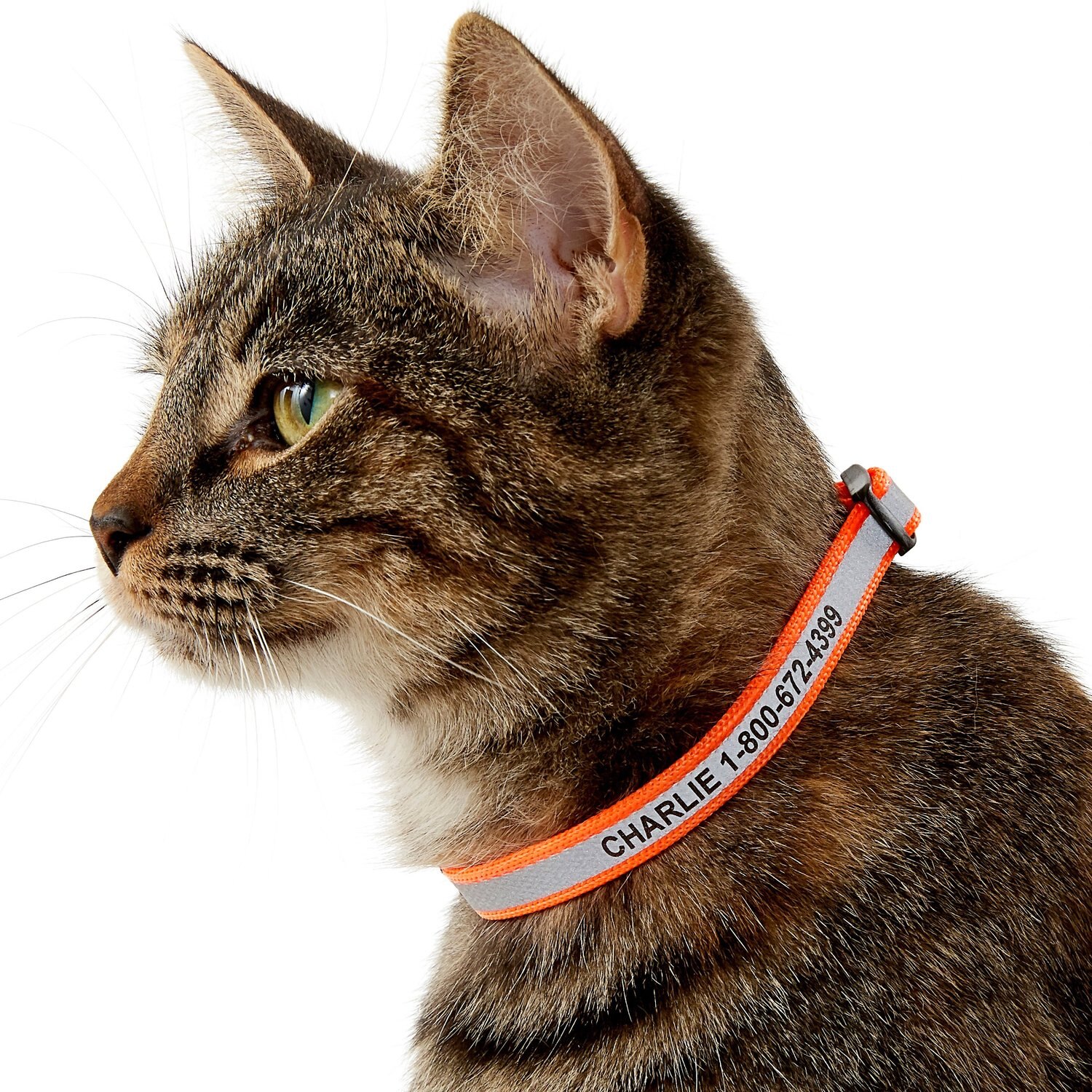 GOTAGS Nylon Personalized Reflective Breakaway Cat Collar with Bell ...