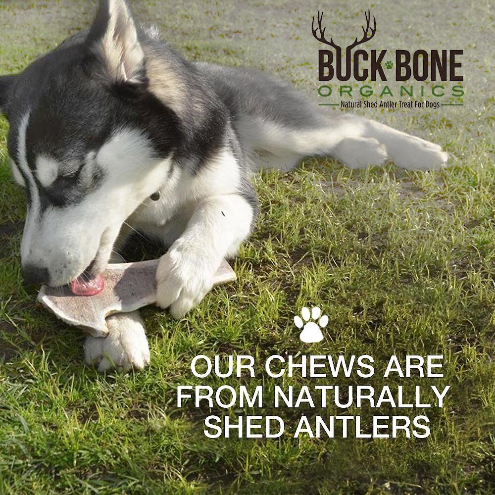 BUCK BONE ORGANICS Whole Deer Antlers Dog Chews, 1-lb bag - Chewy.com