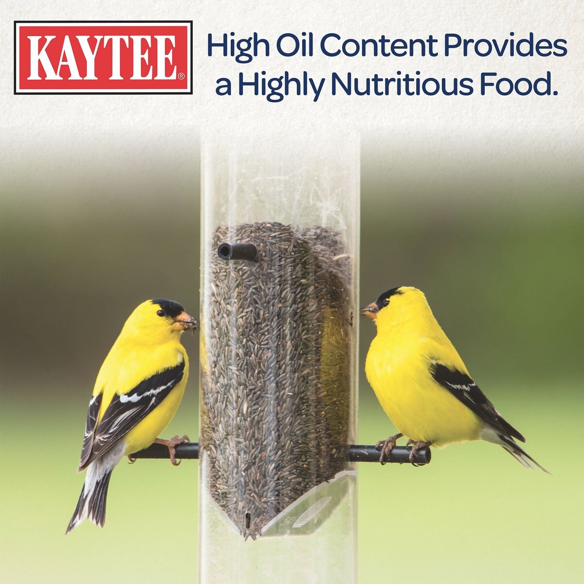 KAYTEE Nyjer Wild Bird Food, 3-lb - Chewy.com