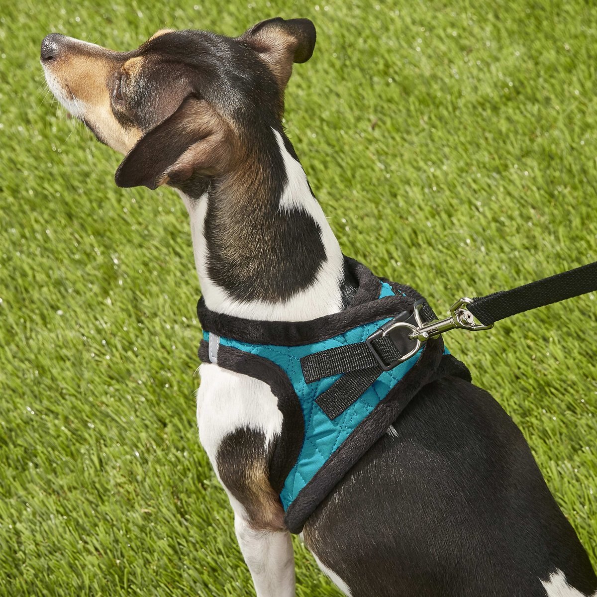 BEST PET SUPPLIES Voyager Padded Fleece Dog Harness, Turquoise, Small ...