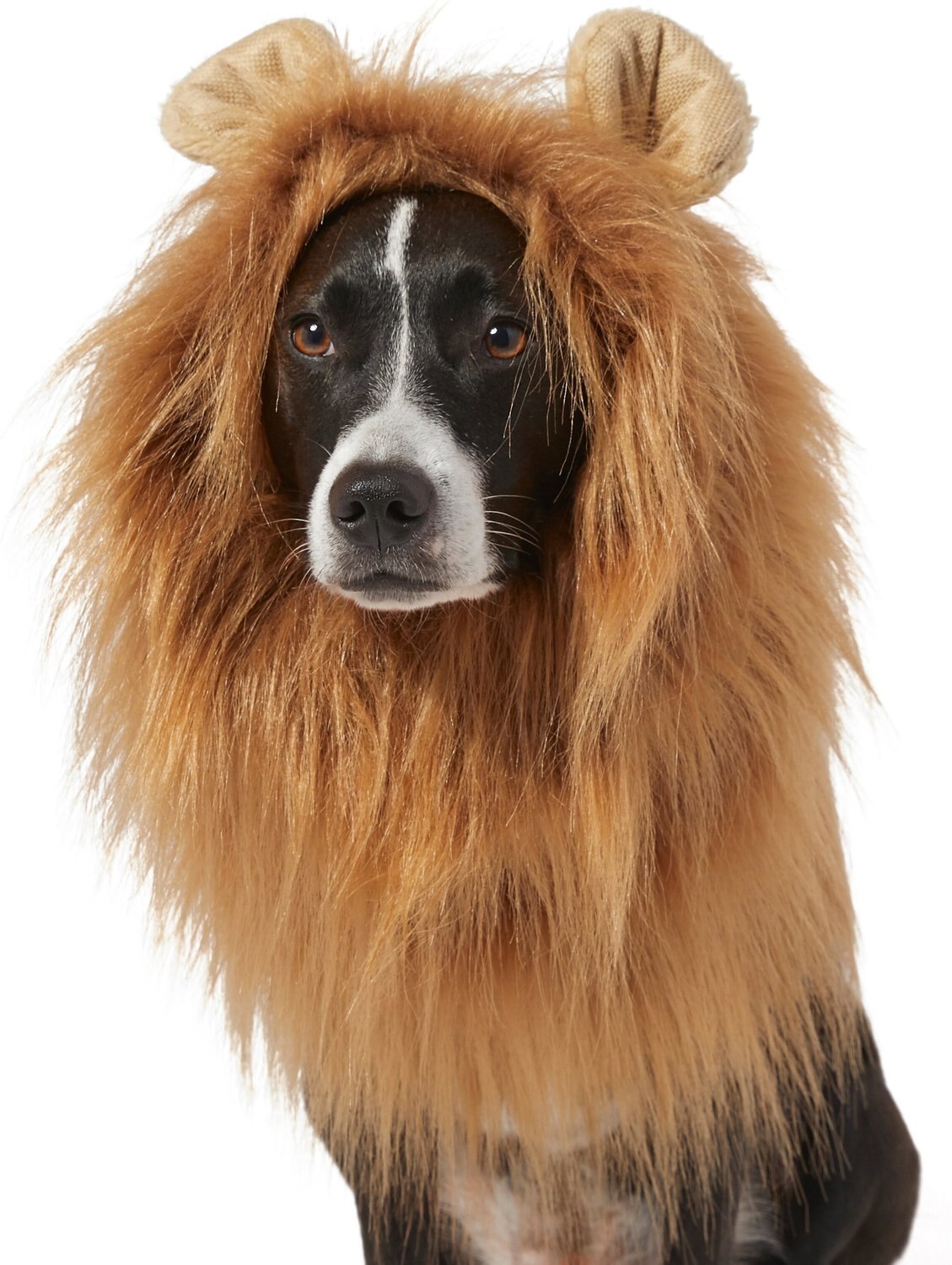 FRISCO Lion Mane Dog & Cat Costume, Large - Chewy.com