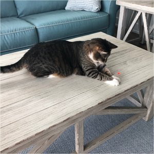 10 Best Electronic Cat Toys 2024: According to Reviews | Chewy